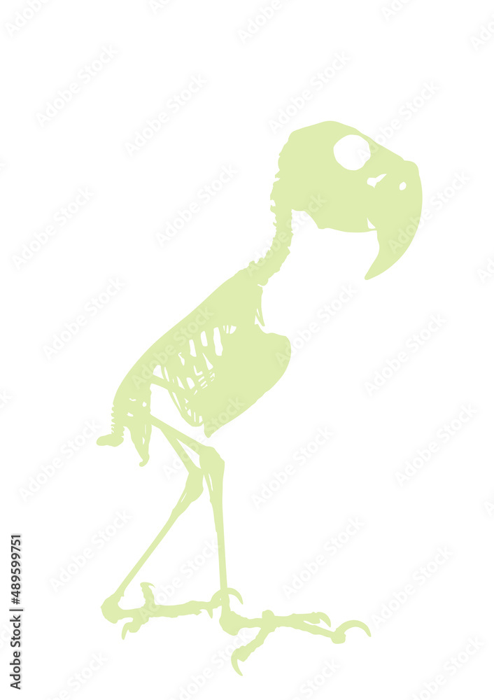 Palm Cockatoo Parrot skeleton vector silhouette illustration isolated ...