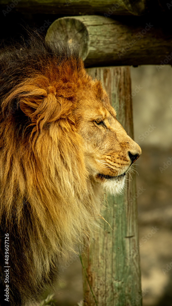 perfil de la Mirada Feroz de León en el zoológico Guadalajara Jalisco ...