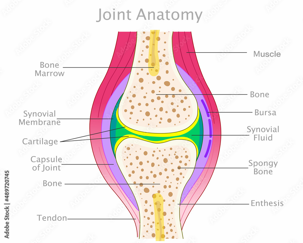 Joint anatomy. Knee diagram, colored structure. Elbow parts. Cross ...