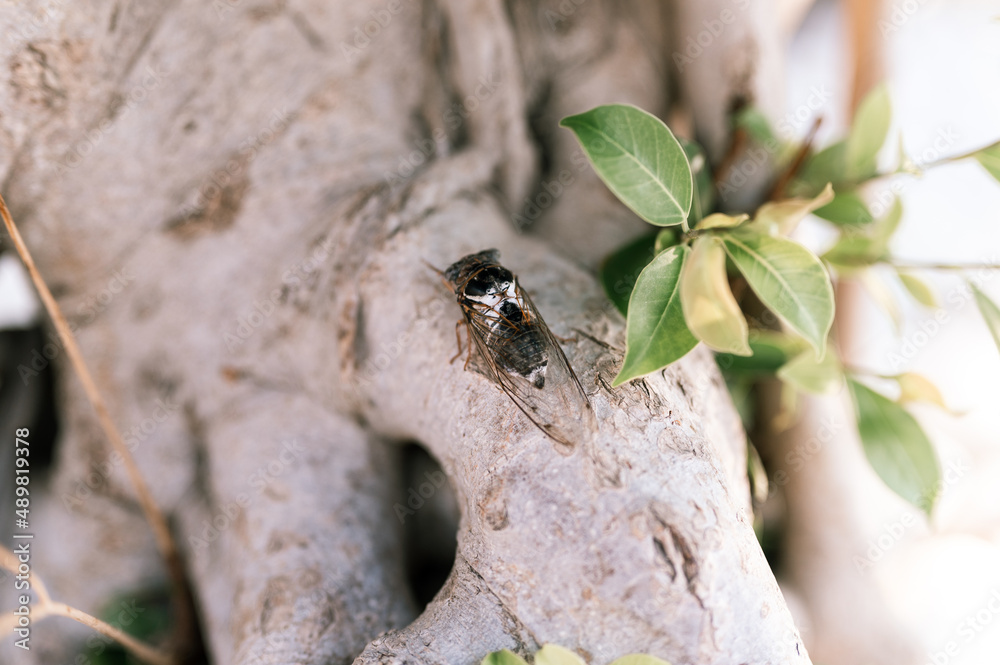 cicada cicadidae a black large flying chirping insect or bug or beetle ...