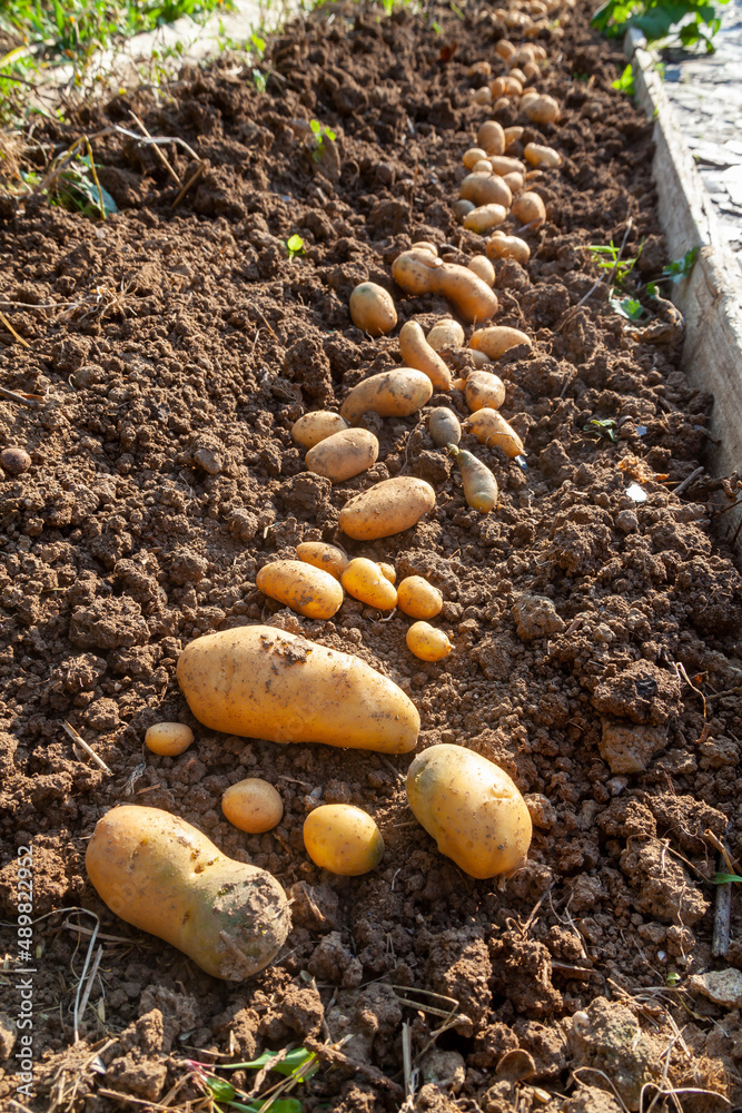 Récolte de pomme de terre au potager familial - rang de pomme de terre ...