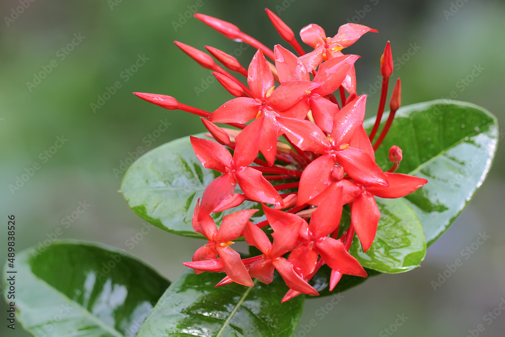 The beauty of the Chinese ixora flower in full bloom. This plant has ...
