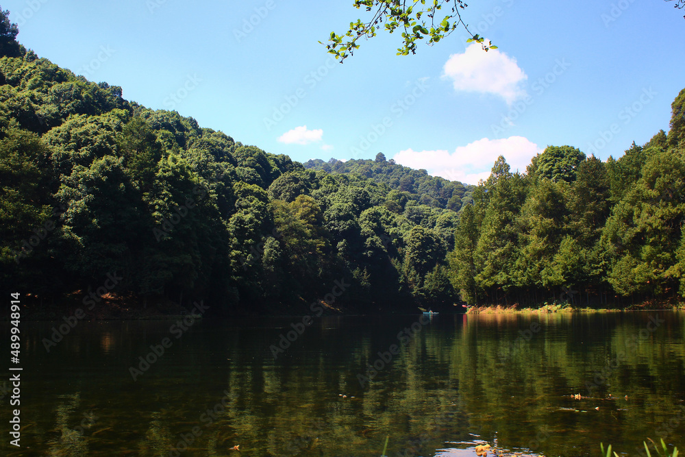 Photo Stock lago reflejando un bosque verde en un día soleado | Adobe Stock