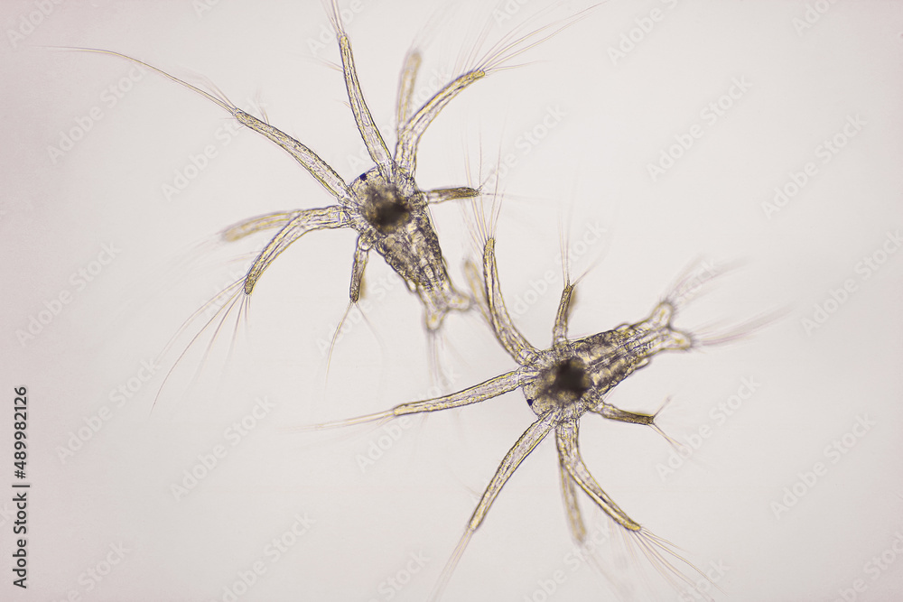 Nauplius stage of vannamei shrimp in light microscope, Shrimp larvae ...