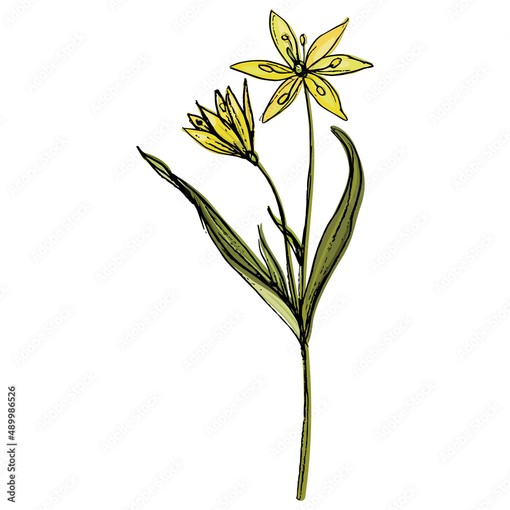 Single blooming branch of yellow star of Bethlehem flower. Gagea lutea ...