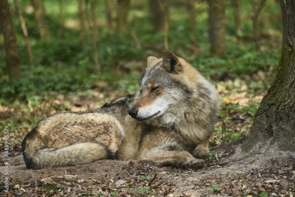 Stock-Foto „The wolf, a land predator. Hunt for prey within your ...