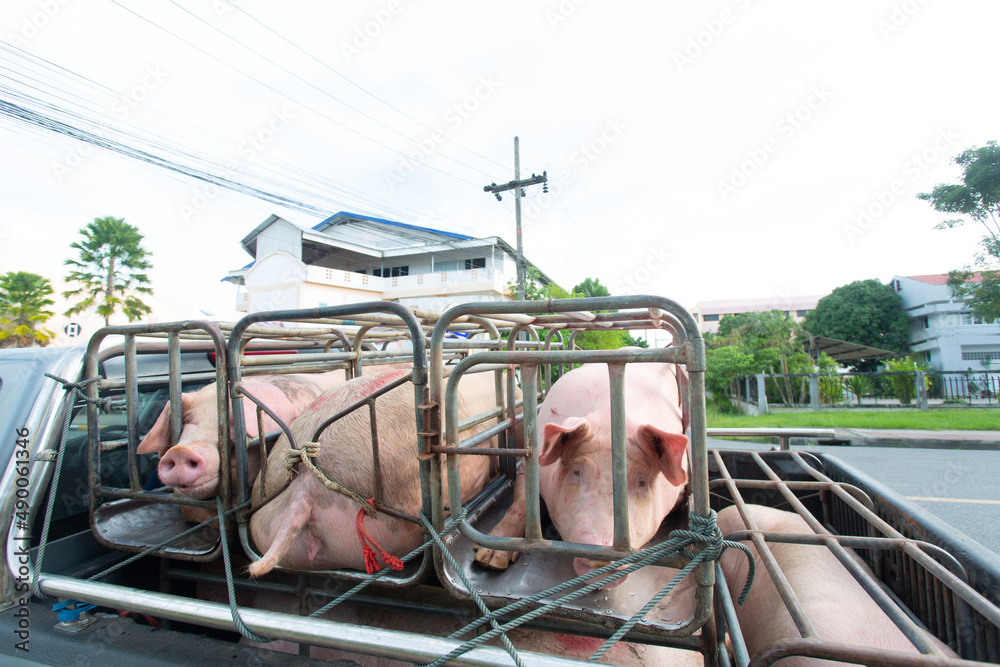 Pigs in cages on trucks transported to the slaughterhouse. Stock Photo ...