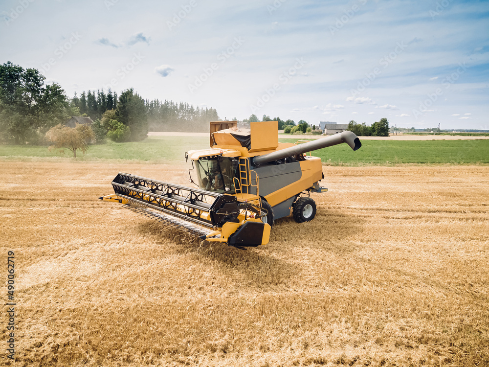 Agriculture. Yellow harvester, combain machine, is harvesting a ripe ...