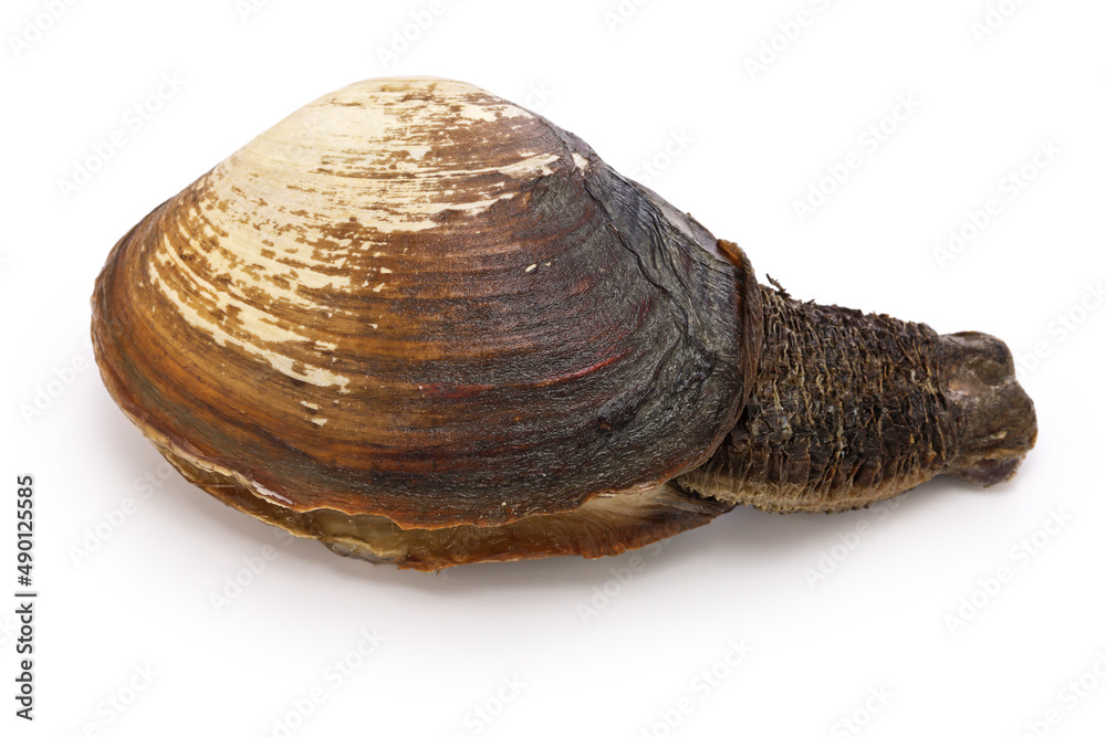 Mirugai(Japanese horse clam) is a high class ingredient used in sushi ...