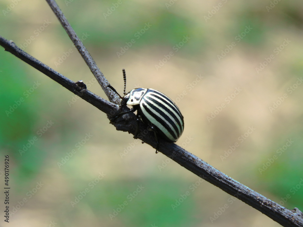 buzzard, flycatcher, nests with eggs, parakeets, flocks, fauna, wings ...