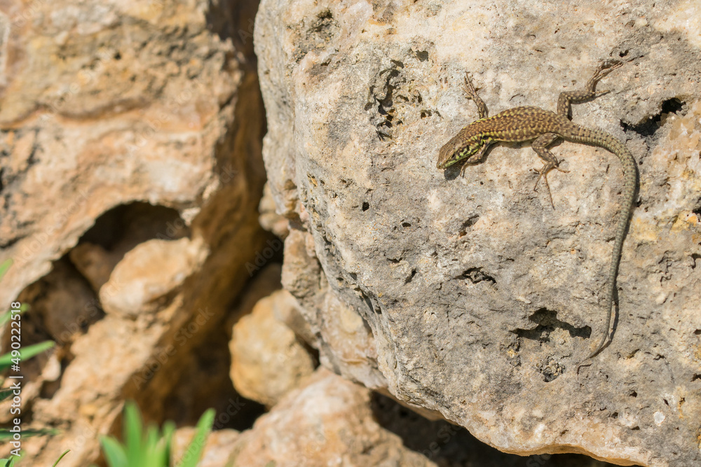 Female Maltese Wall Lizard, or Filfola Lizard, Podarcis filfolensis ...