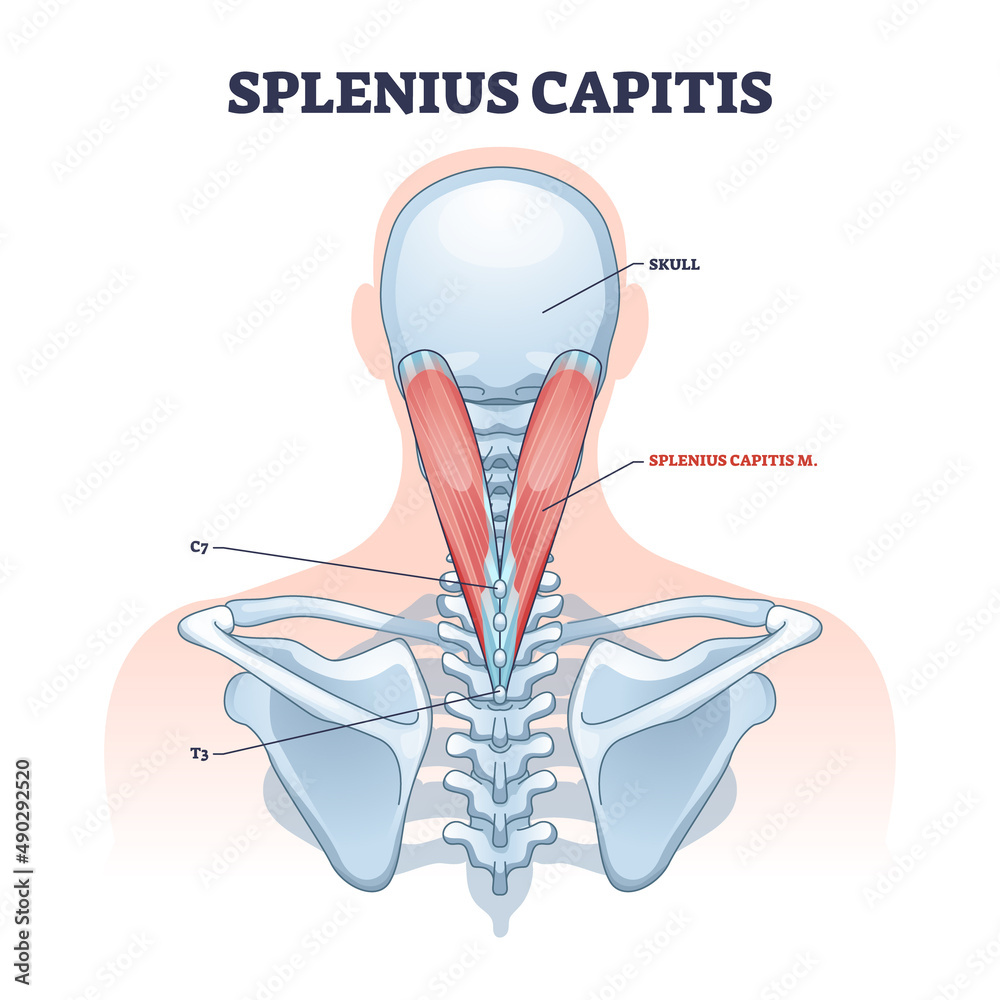Splenius capitis muscle with anatomical skeletal neck part outline ...