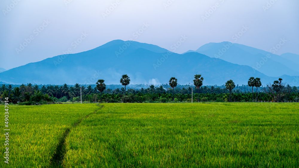 Western ghats and Borassus tree with rice fields in Gobichettipalayam ...