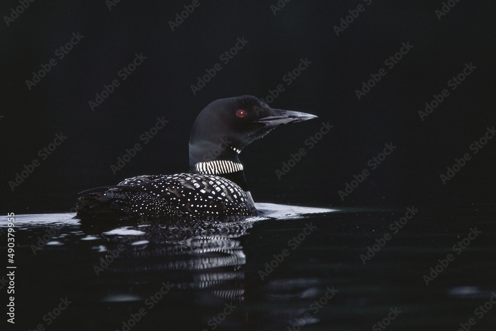 Common Loon floating on water Stock Photo | Adobe Stock