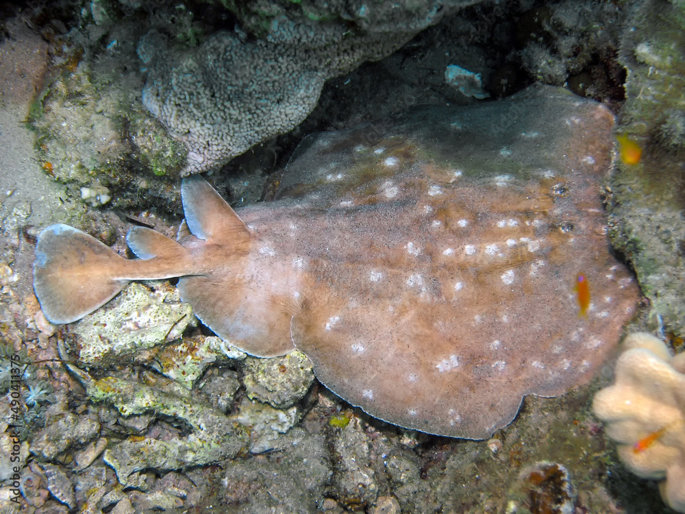 A Marbled Torpedo Ray (Torpedo marmorata) in the Red Sea, Egypt Stock ...