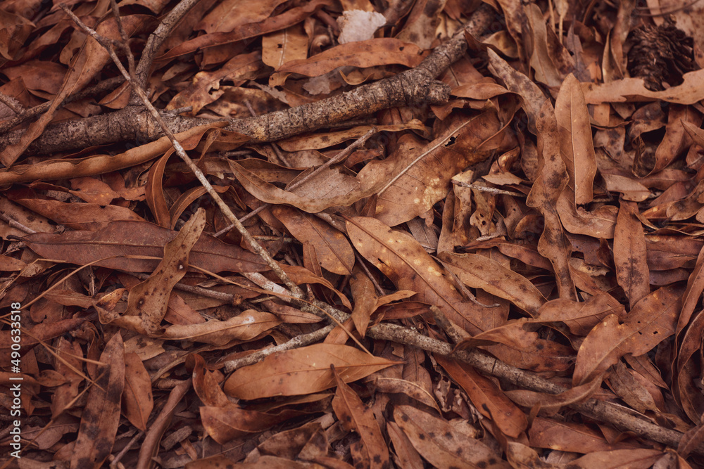 Leaves and Sticks Background Stock Photo | Adobe Stock