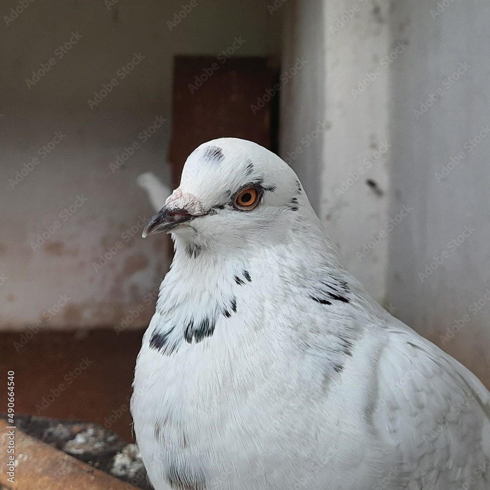 The Racing Homer pigeon is a breed of domestic pigeon and it is one of ...