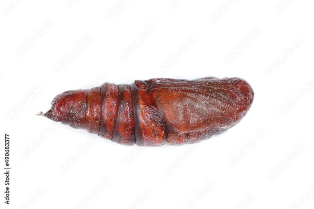 Stock-Foto „Pupa of the Silver Y (Autographa gamma) on white. It is a ...