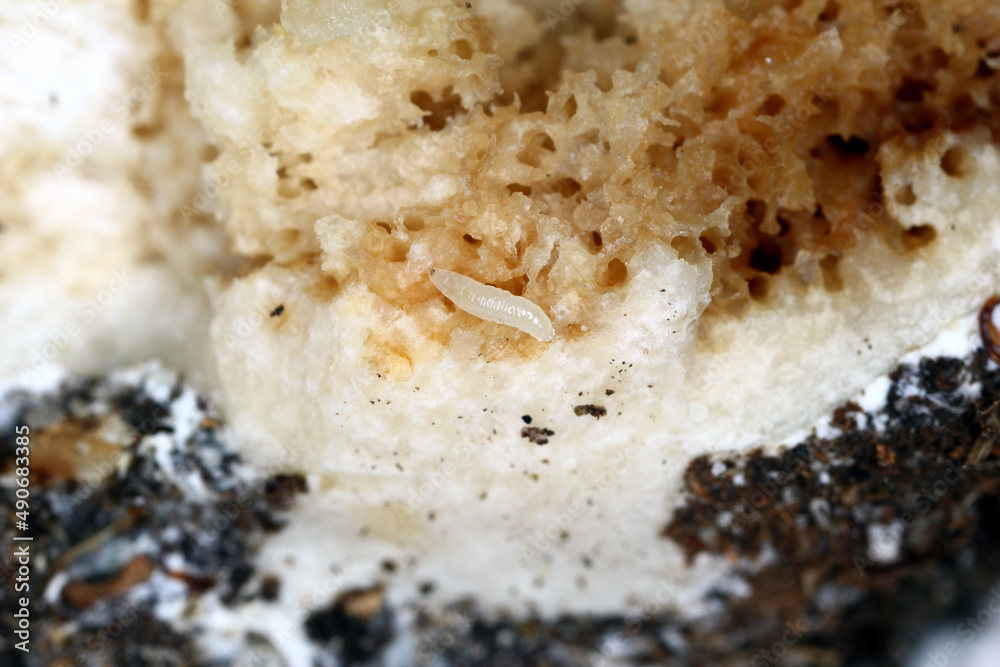 Fly larvae (maggots) in a mushroom. A wormy mushroom. の Stock フォト ...