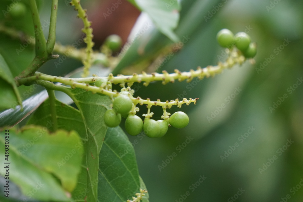 Antidema thwaitesianum (Also called Buah Buni) on the tree. Antidema ...
