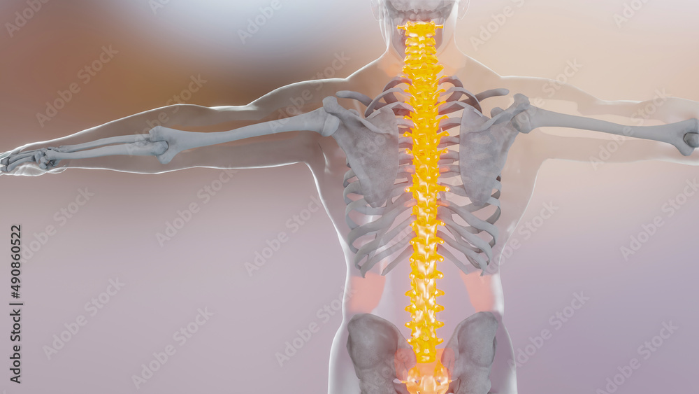 Ilustración de Stock Spinal Cord Vertebral Column Cervical Vertebrae of ...