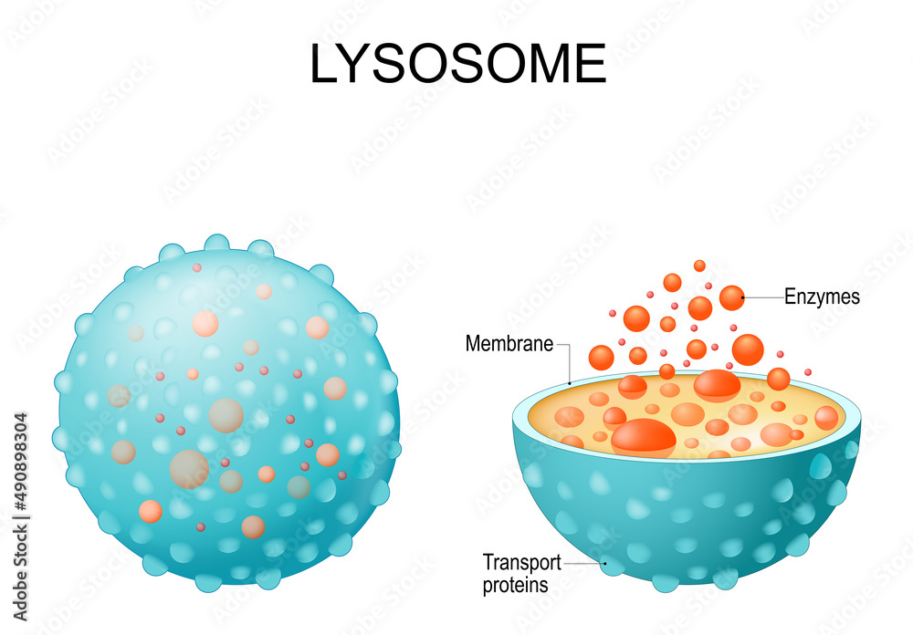 Lysosome. appearance, exterior and interior view. Cross section and ...