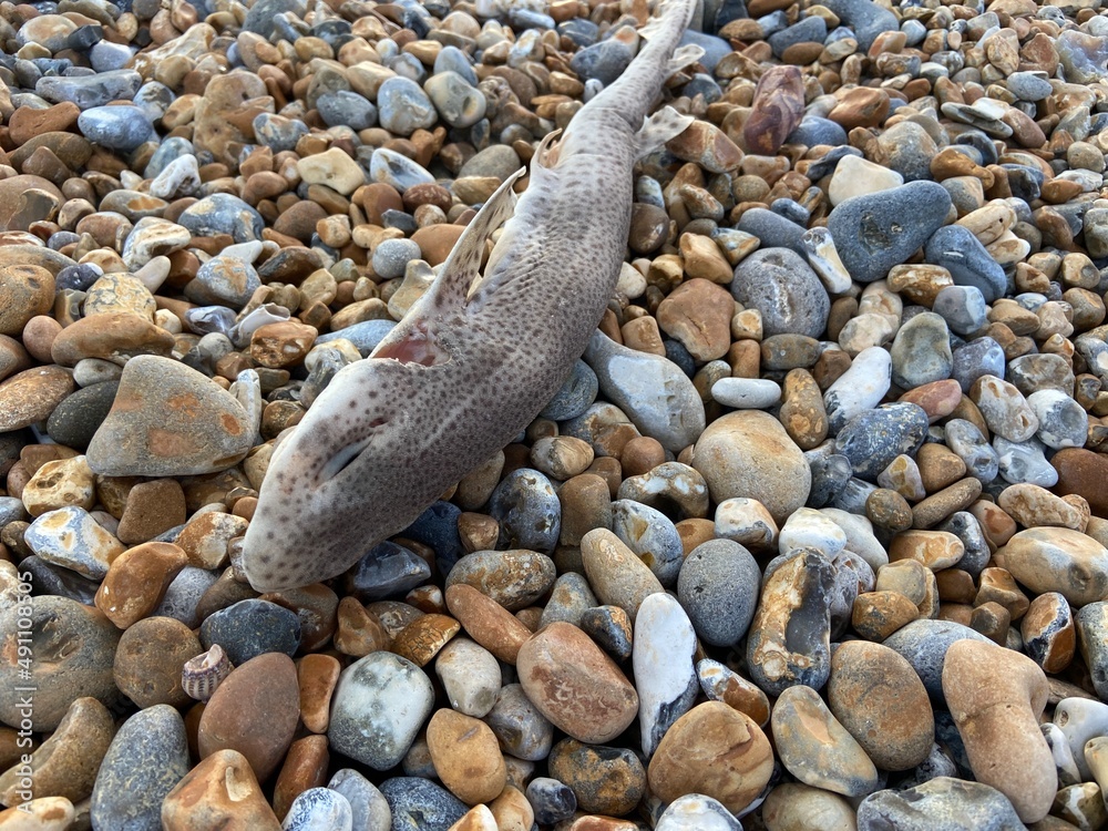 The small-spotted catshark, also known as the sandy dogfish, lesser ...