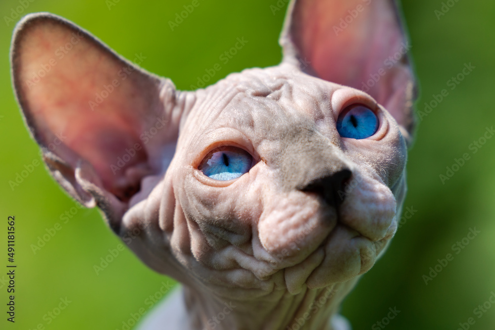 Photo Stock Portrait of young Canadian Sphynx Cat of blue mink and ...