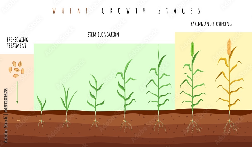 Wheat growth stages. Cereals crop maturation process, spikelet ...