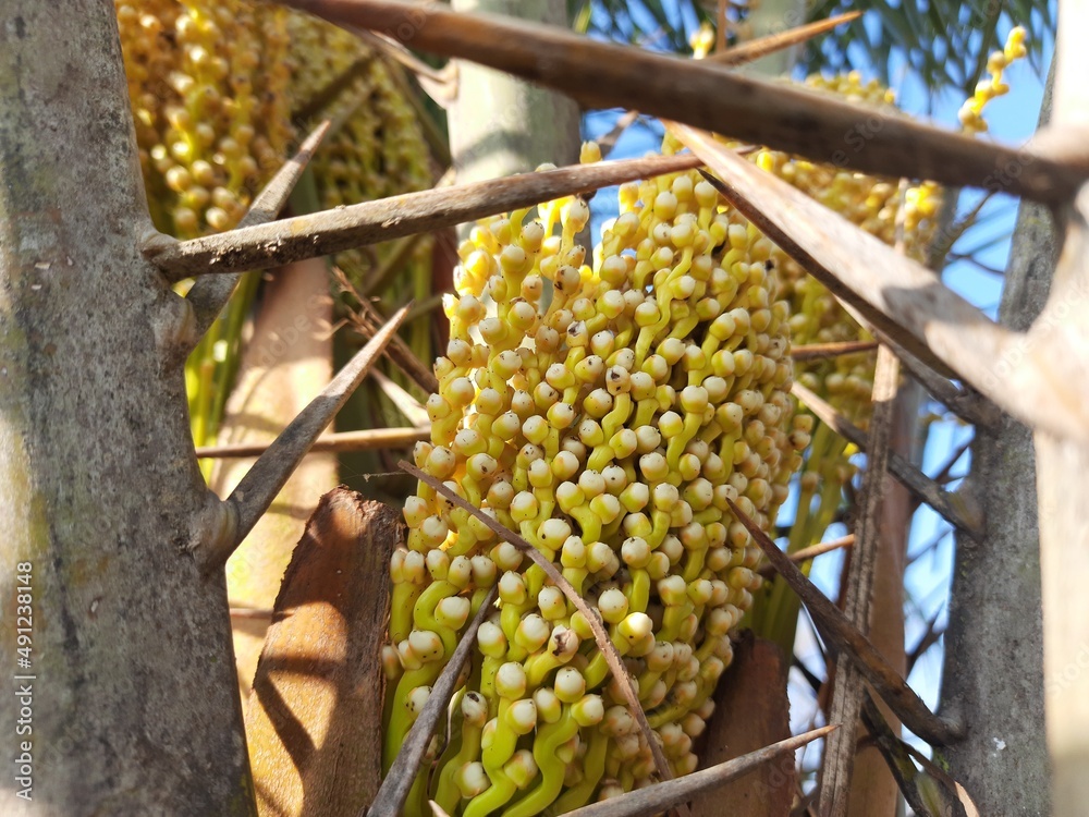 Silver date palm flowers. Phoenix sylvestris also known as silver date ...