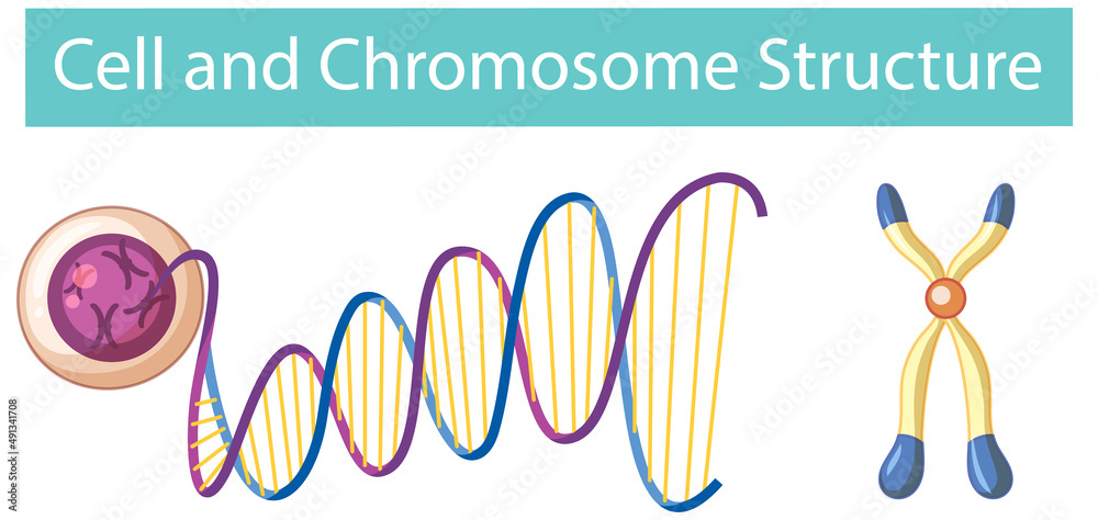 Cell and Chromosome Structure infographic Stock Vector | Adobe Stock