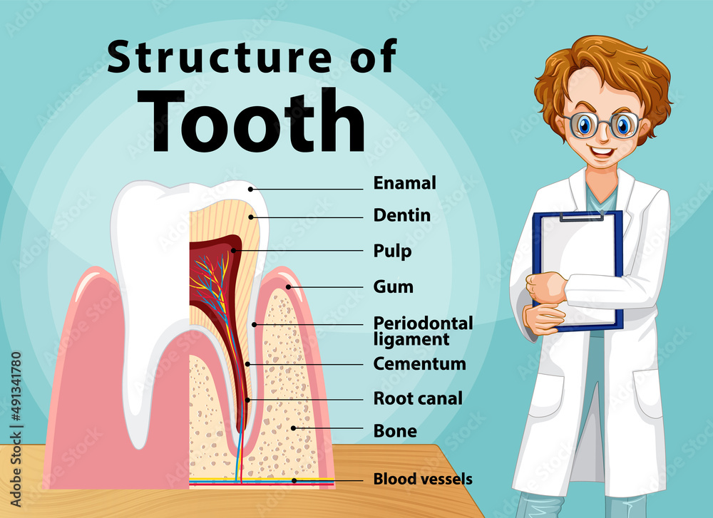 Infographic of human in structure of tooth Stock Vector | Adobe Stock