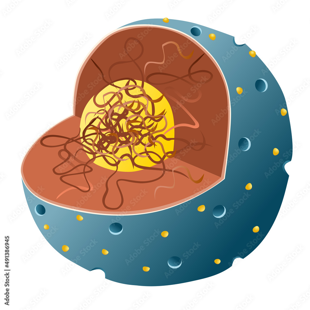 Nucleus of the cell structure diagram Stock Illustration | Adobe Stock