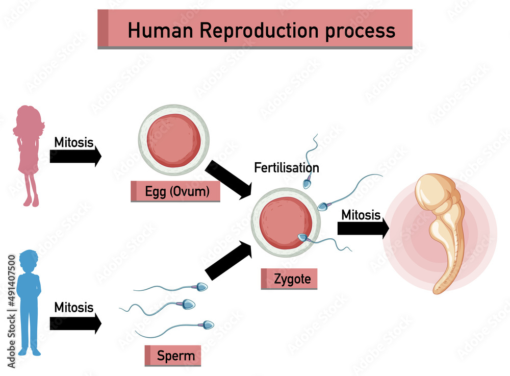 Human Reproduction process infographic Stock Vector | Adobe Stock