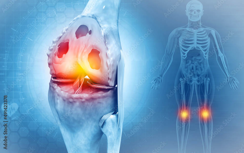Anatomy of human knee joint Stock Illustration | Adobe Stock