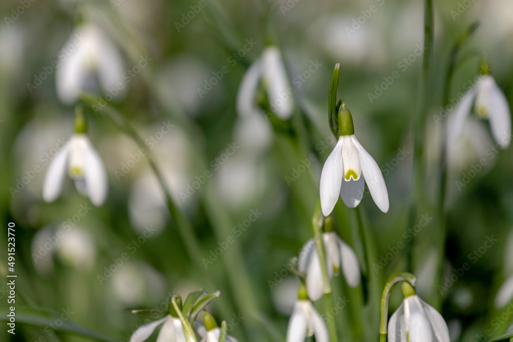 Selective focus group of white small flower, Galanthus nivalis growing ...