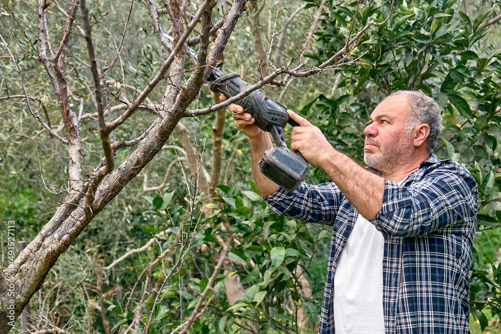 Seasonal pruning of trees. Mature bearded gardener pruning trees with ...