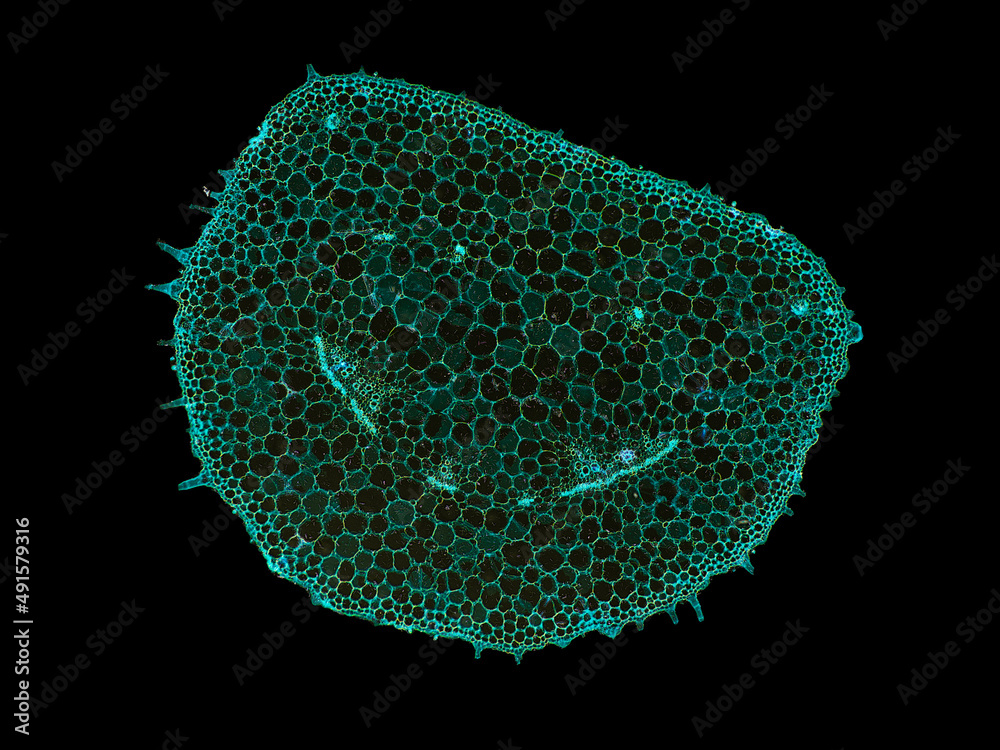 cross section cut slice of plant stem under the microscope ...