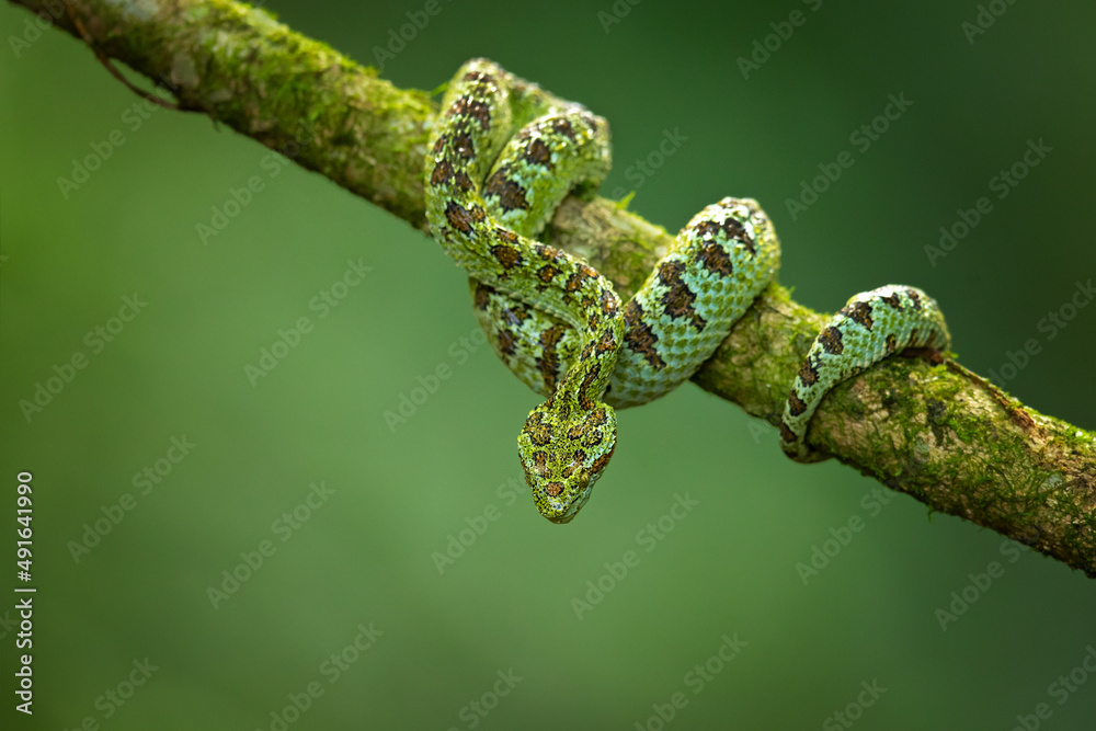 Stock-Foto „Bothriechis supraciliaris, the blotched palm-pit viper, is ...