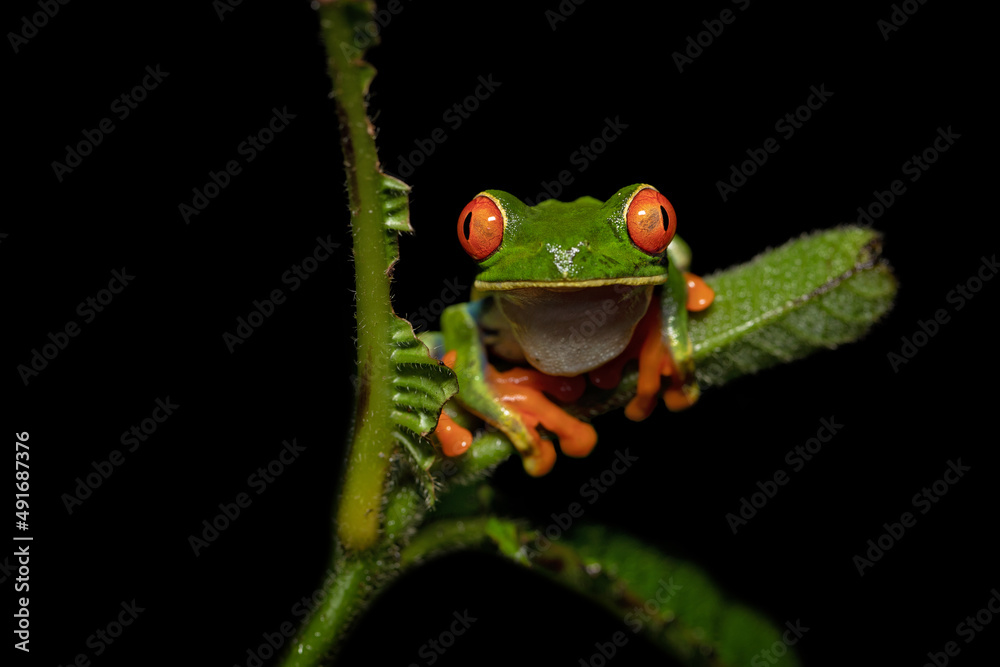 Agalychnis callidryas, known as the red-eyed tree frog, is an arboreal ...