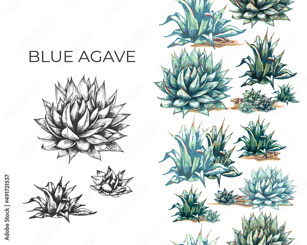 19_blue agave graphic colored blue agave, the main ingredient of ...