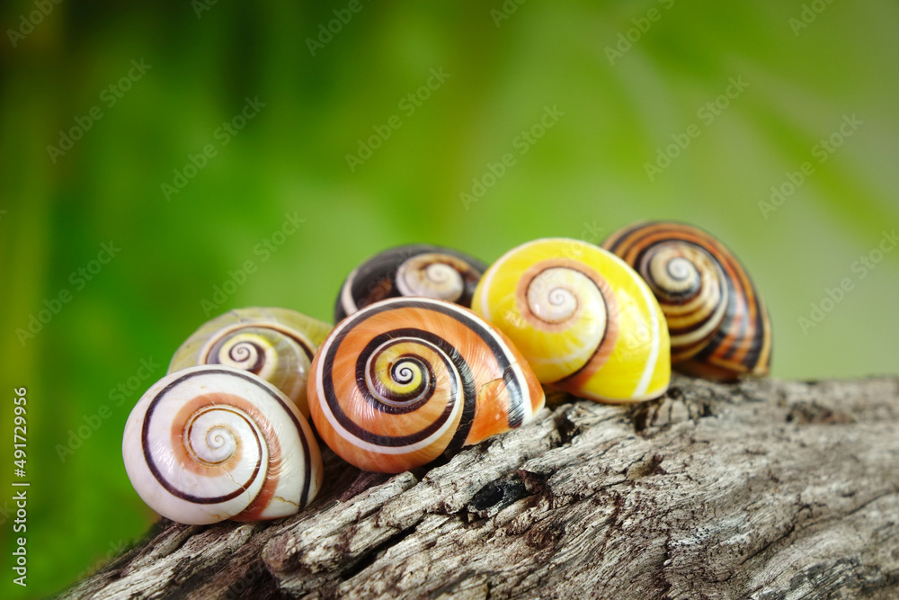 Cuban snail (Polymita picta) one of world most beautiful land snails ...