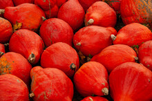 Red Gourds Free Stock Photo - Public Domain Pictures