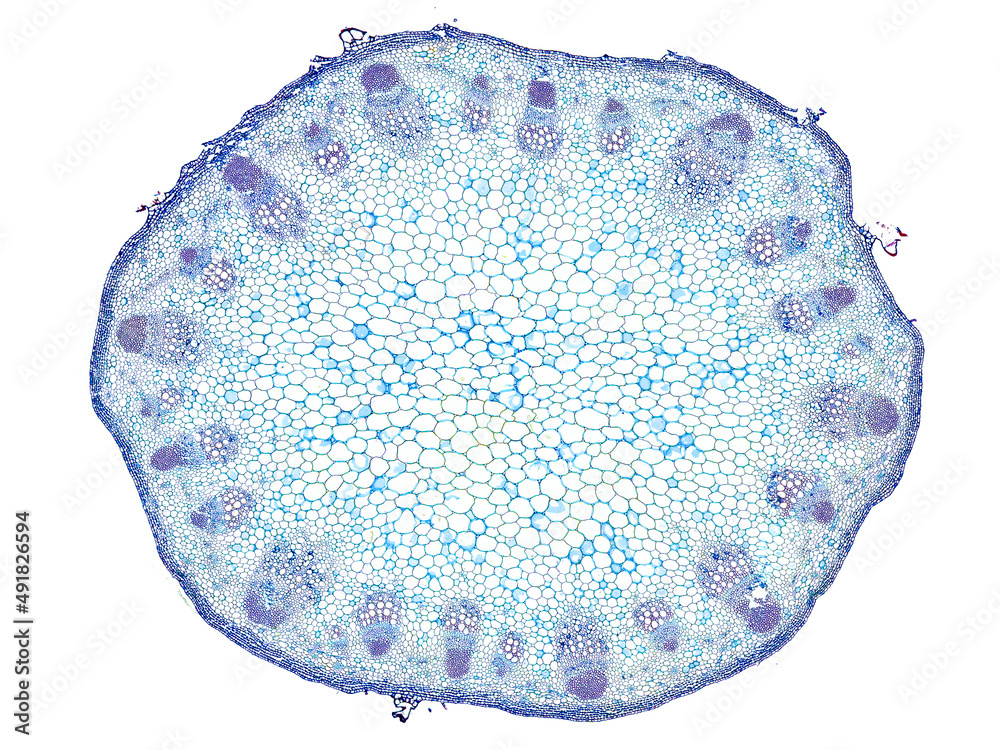 cross section cut slice of plant stem under the microscope ...