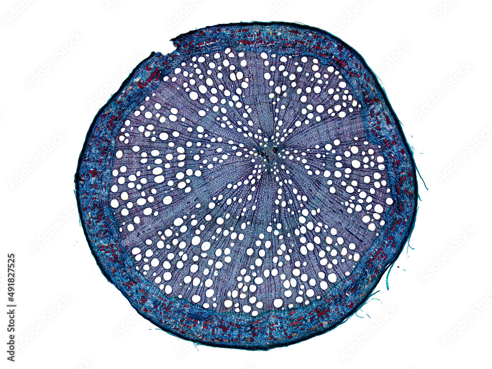 cross section cut slice of plant stem under the microscope ...