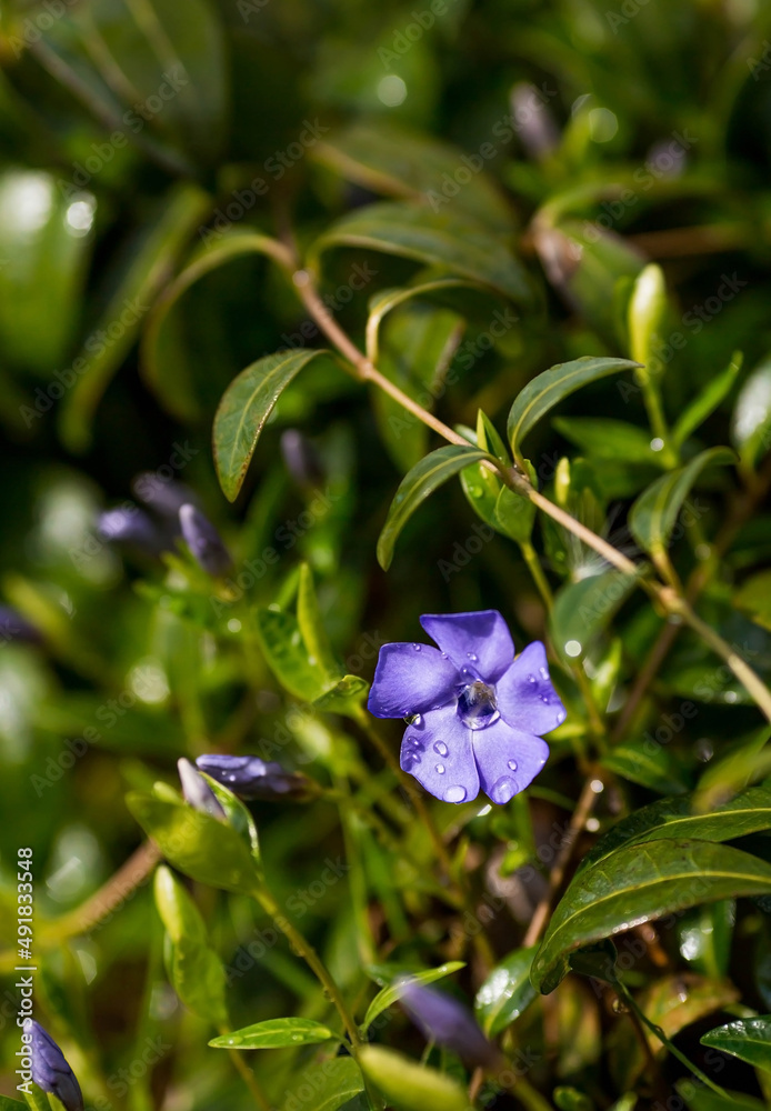 The Periwinkle plant (Vínca). A genus of creeping semi-shrubs or ...
