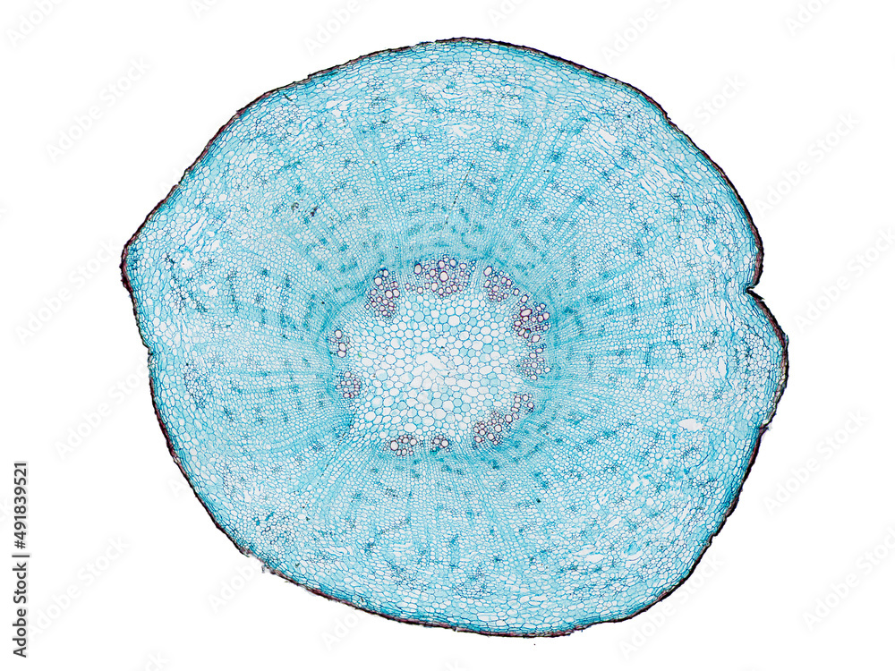 cross section cut slice of plant stem under the microscope ...