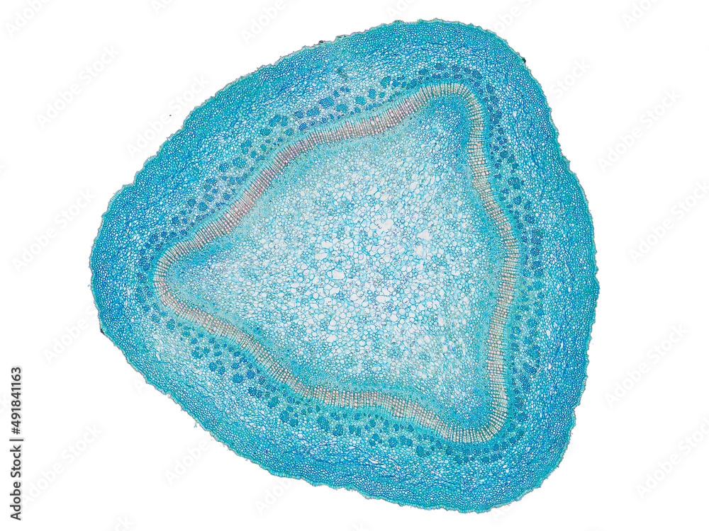 cross section cut slice of plant stem under the microscope ...