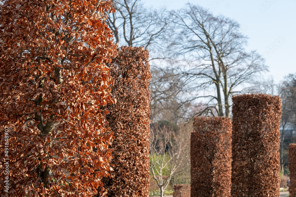 Copper beech columns designed by Tom Stuart-Smith in the Bicentenary ...