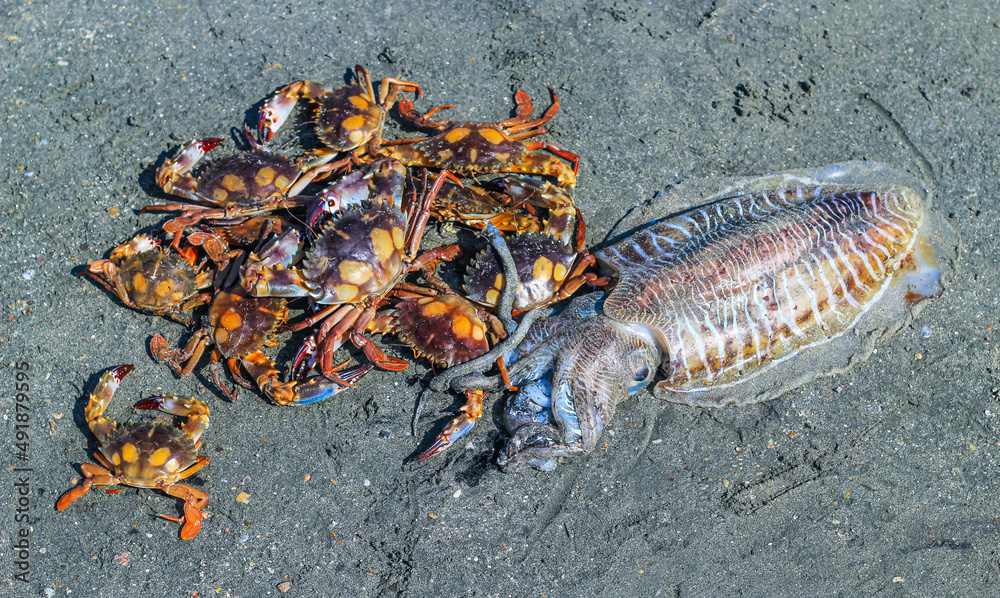 Red swimmer crabs and common cuttlefish at the seafood market of Saint ...
